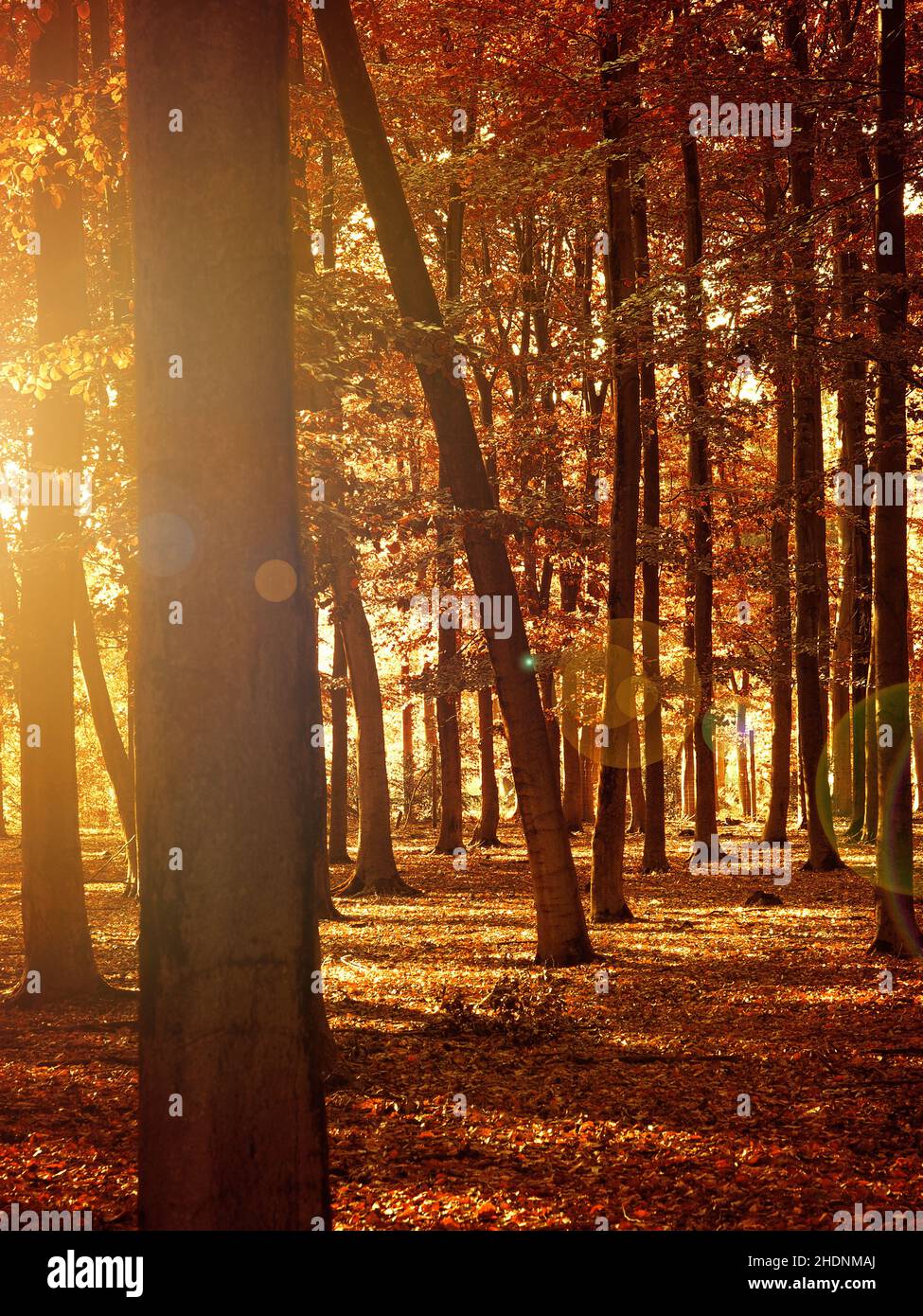 sunlight, forest, clearing, sun ray, sun rays, sunbeam, sunbeams ...