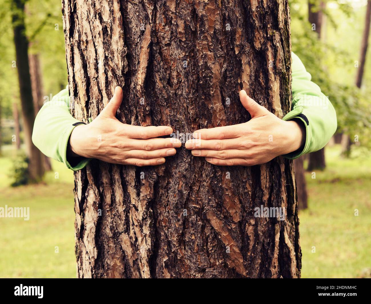 embracing, tree trunk, nature, cuddling, hug, hugging, trunks, natur ...