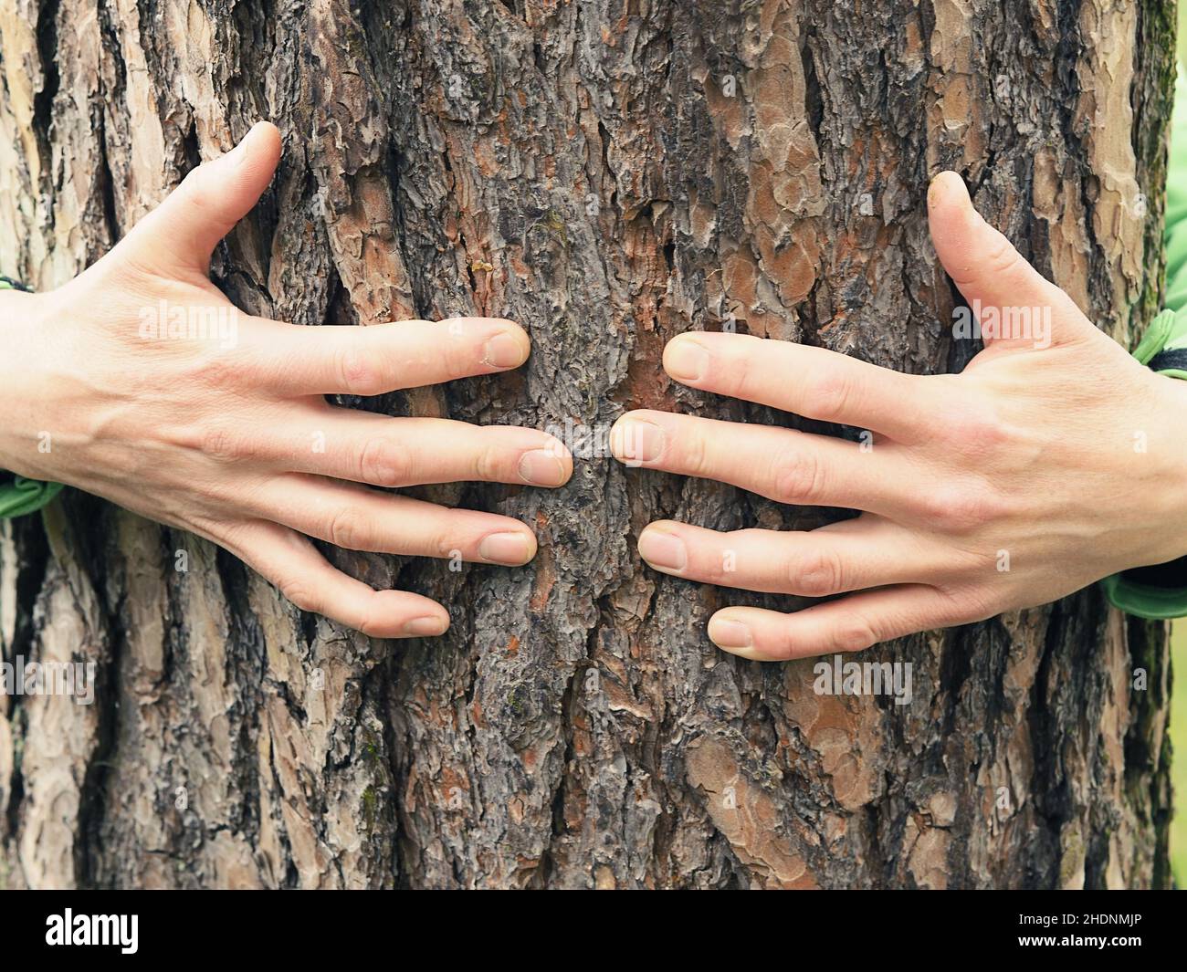 embracing, tree trunk, cuddling, hug, hugging, trunks Stock Photo - Alamy