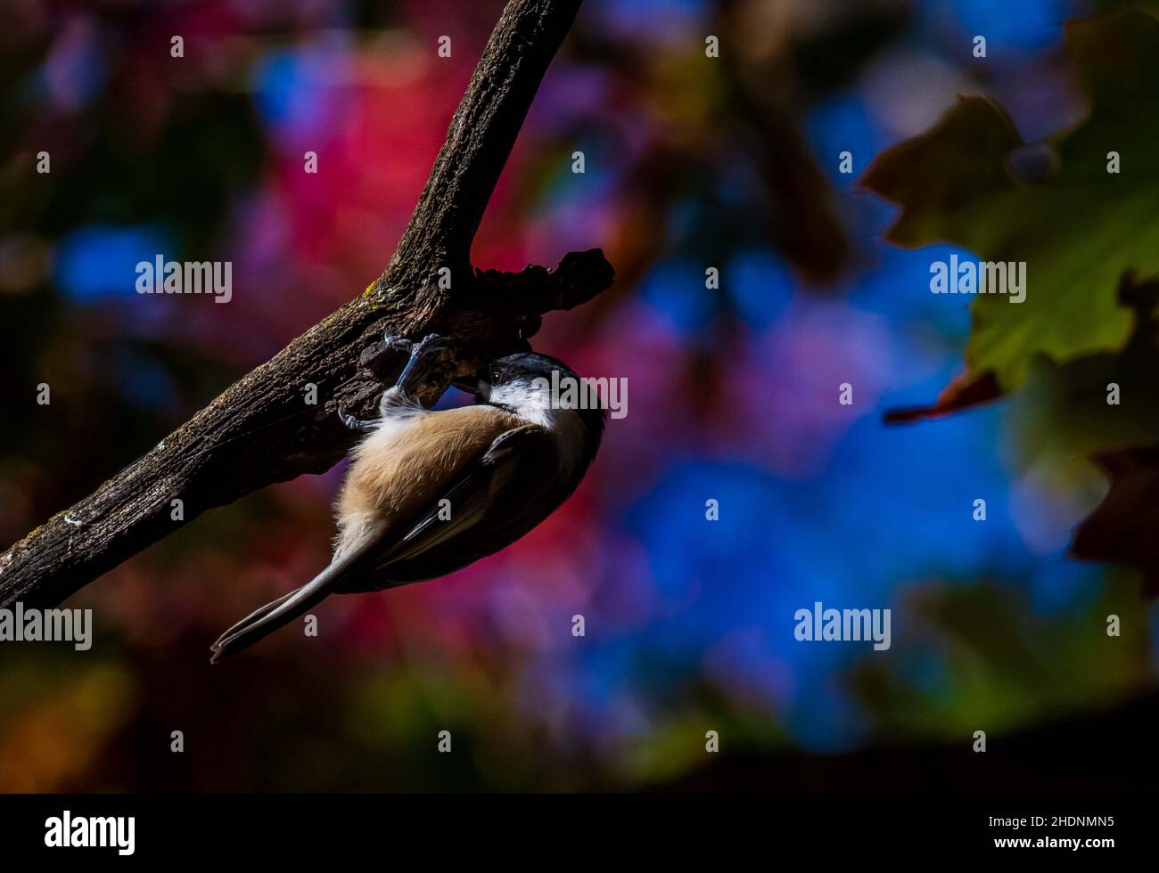 Funny chickadee on a tree branch in the vibrant background Stock Photo ...