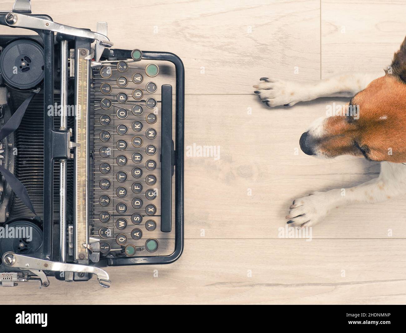 dog, typewriter, dogs, typewriters Stock Photo - Alamy