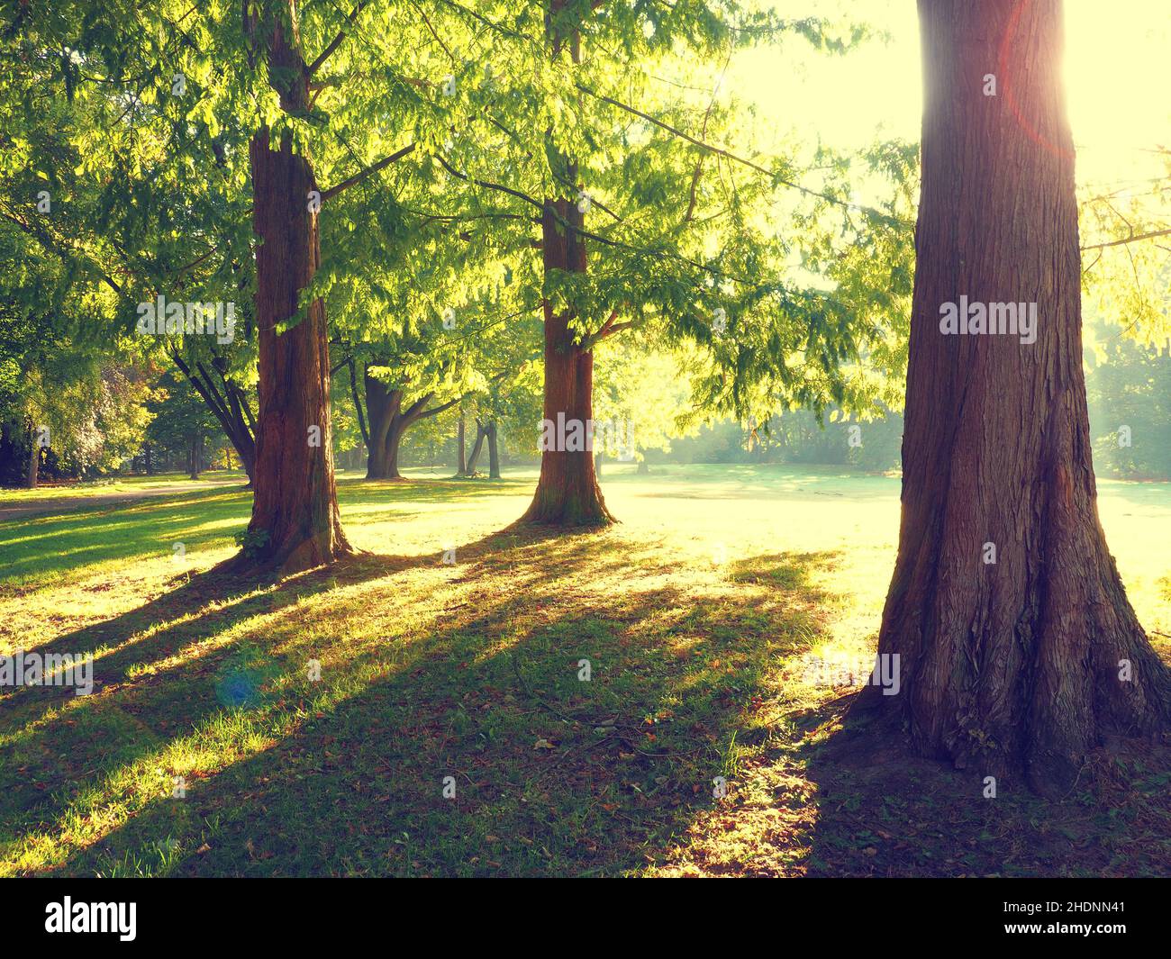 sunlight, park, sun ray, sun rays, sunbeam, sunbeams, sunlights, sunray ...