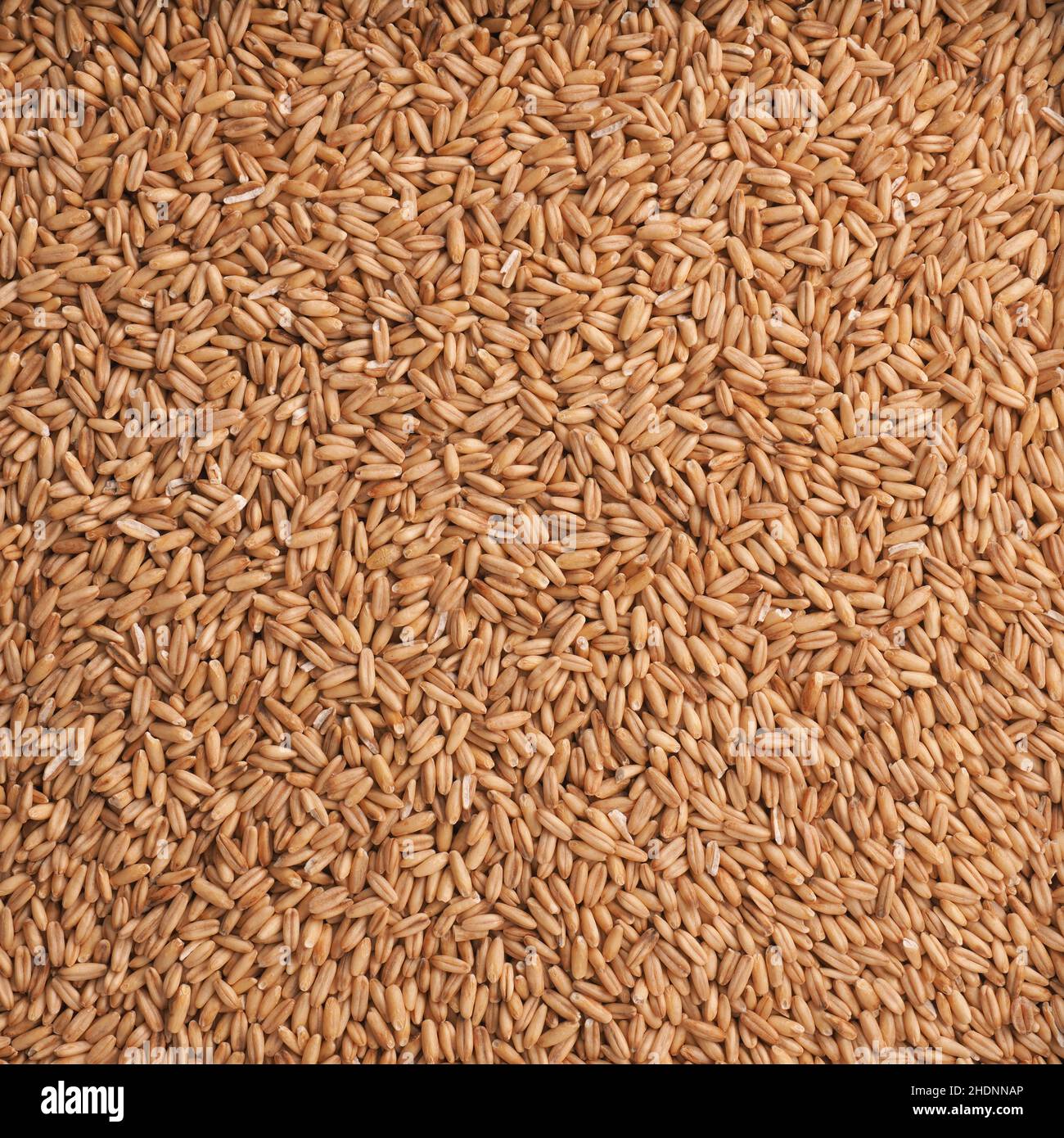oat, oats grain, oats, oats grains Stock Photo - Alamy