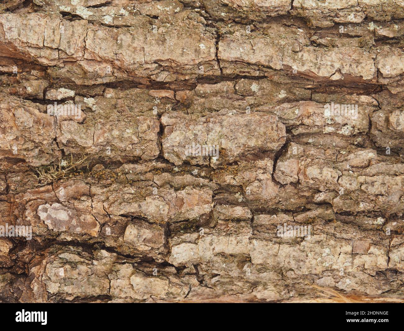 tree bark, barks Stock Photo - Alamy