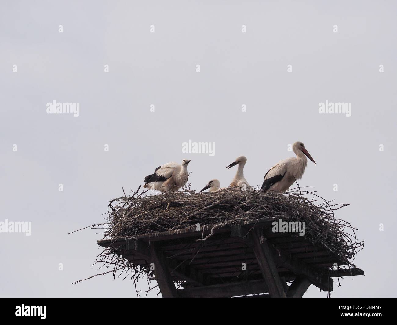Stork families hi-res stock photography and images - Alamy