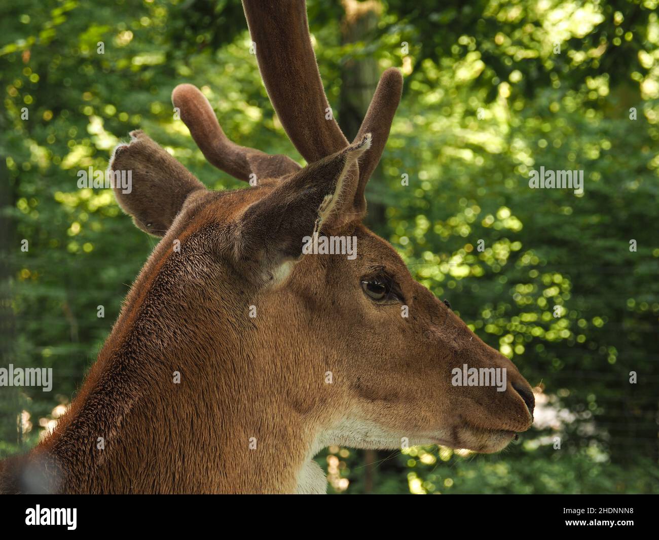 Side view roe deer head hi-res stock photography and images - Alamy