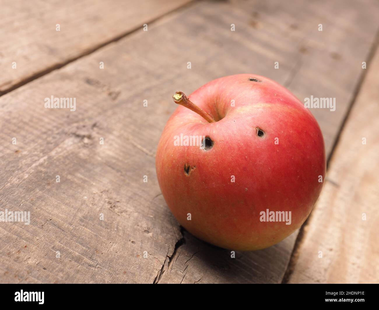 apple, lazy, worm, apples, idles, worms Stock Photo - Alamy
