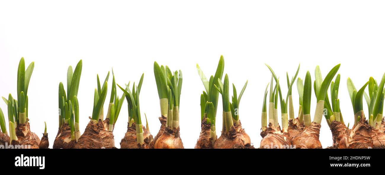 flower bulb, flower bulbs Stock Photo - Alamy