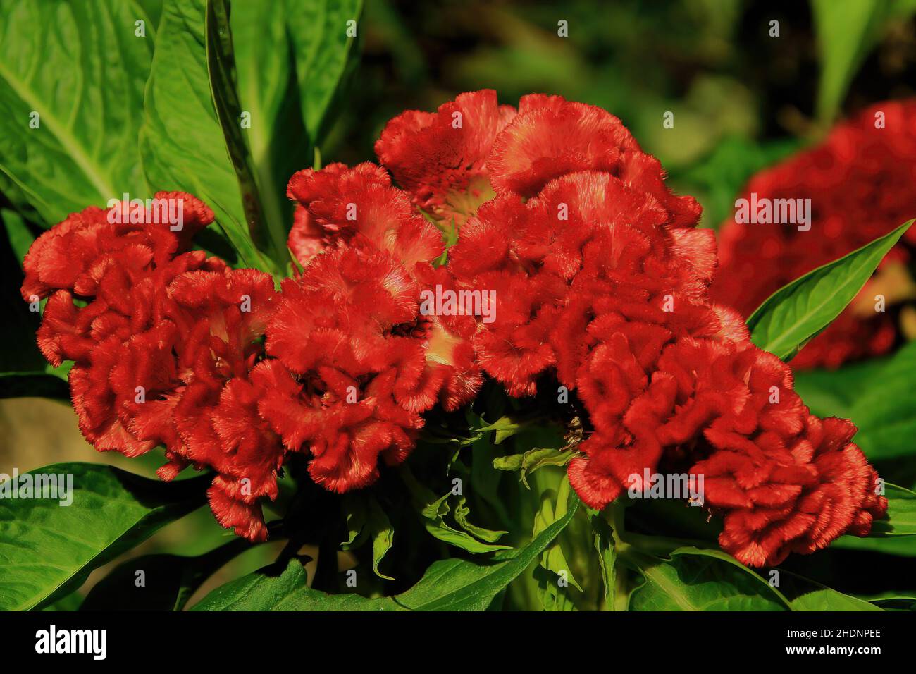 Celosis - Red Cockscomb Flower - Originated in Africa - Likes warm ...