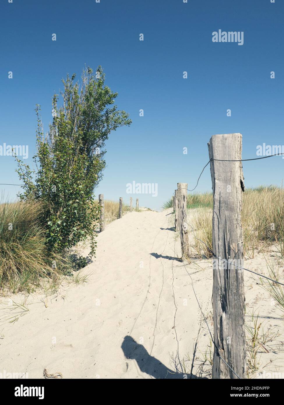 dune, beach coast path, dunes, coast paths Stock Photo - Alamy