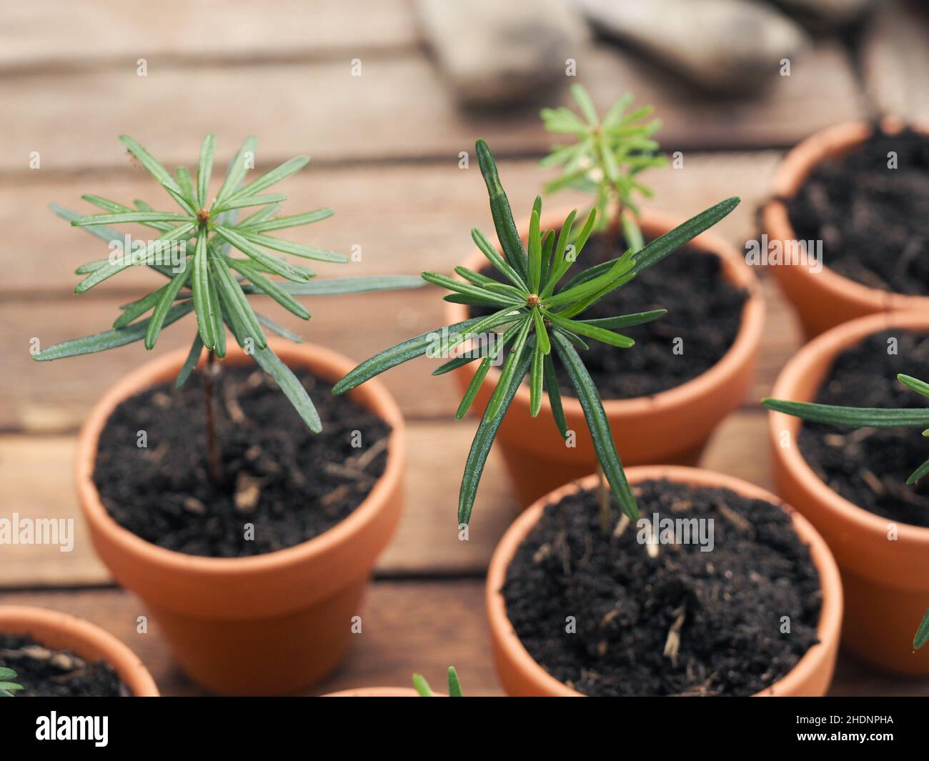 Firs pottery hi-res stock photography and images - Alamy