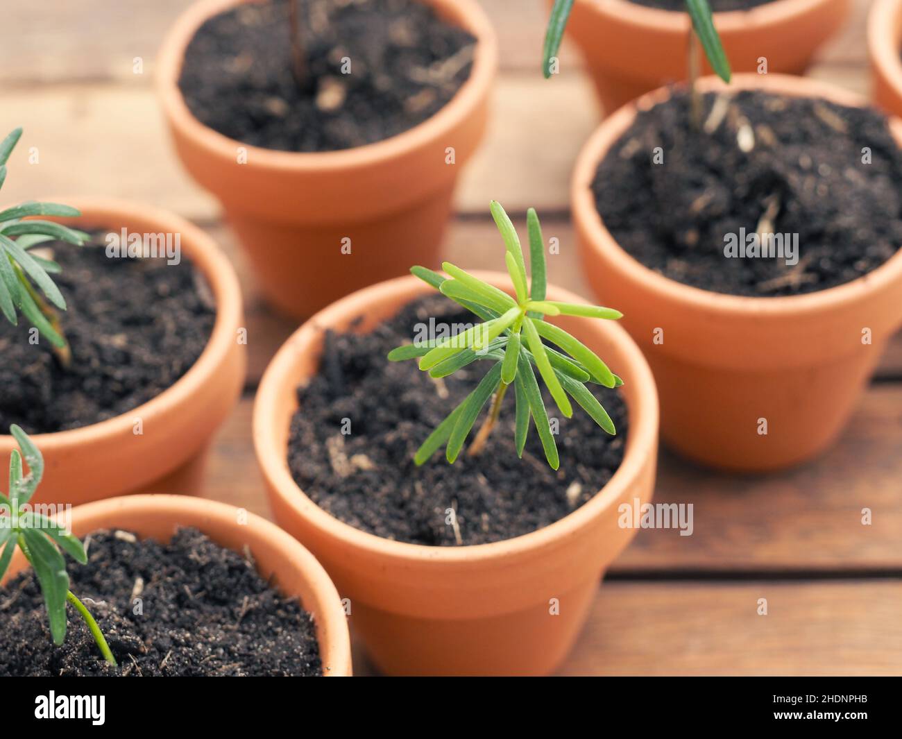 fir, flower pot, seedling, firs, flower pots, sapling, seedlings Stock ...