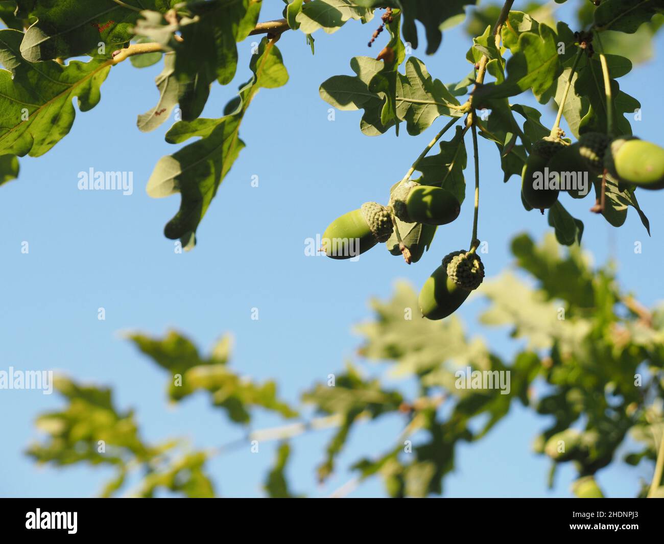 oak tree, acorns, oak trees Stock Photo - Alamy