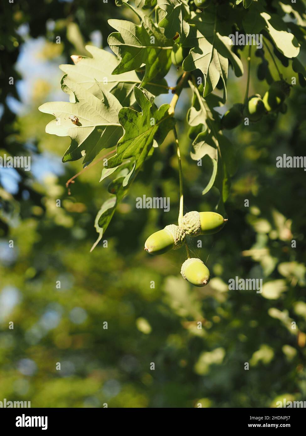 oak tree, acorns, oak trees Stock Photo - Alamy