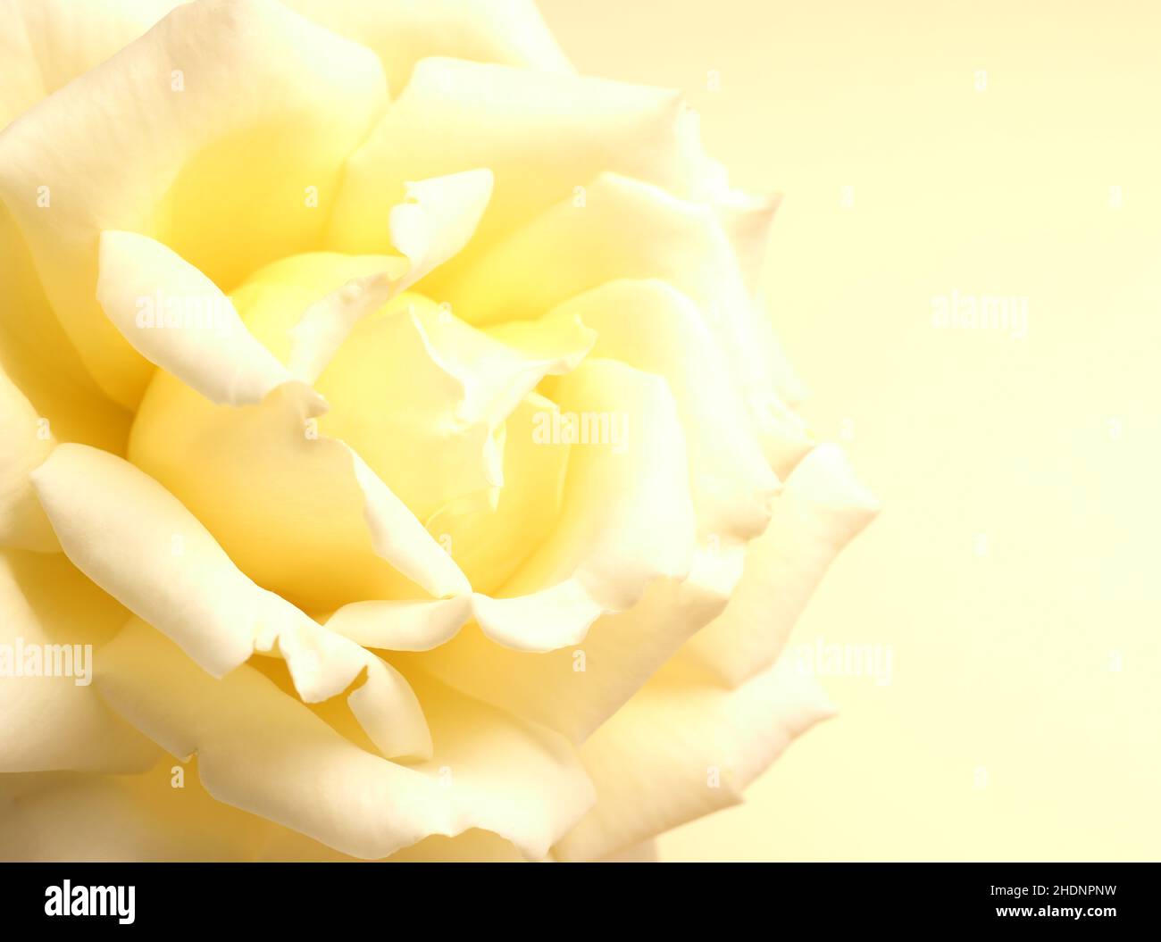 rose, rose petals, roses, rose petal Stock Photo - Alamy
