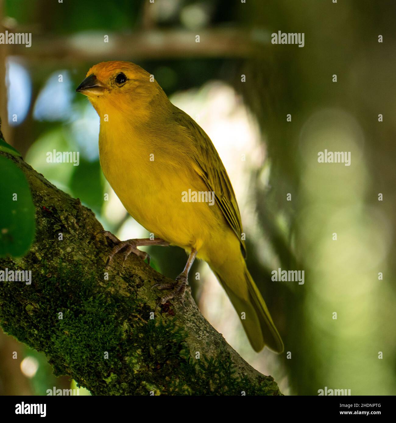 Atlantic Canary, a small Brazilian wild bird. The yellow canary ...