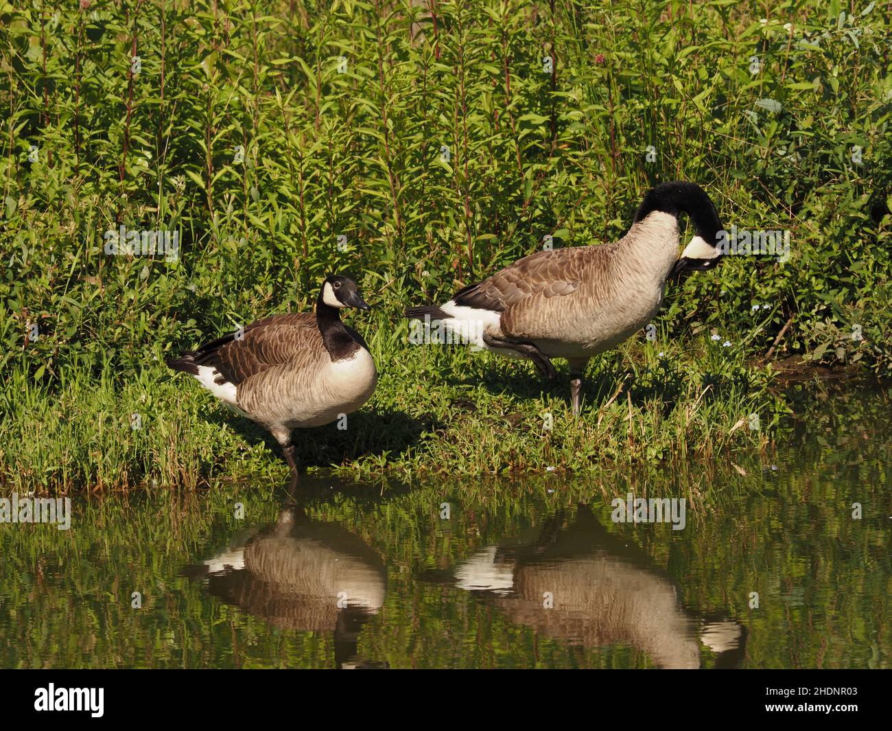 2 gooses hi-res stock photography and images - Alamy