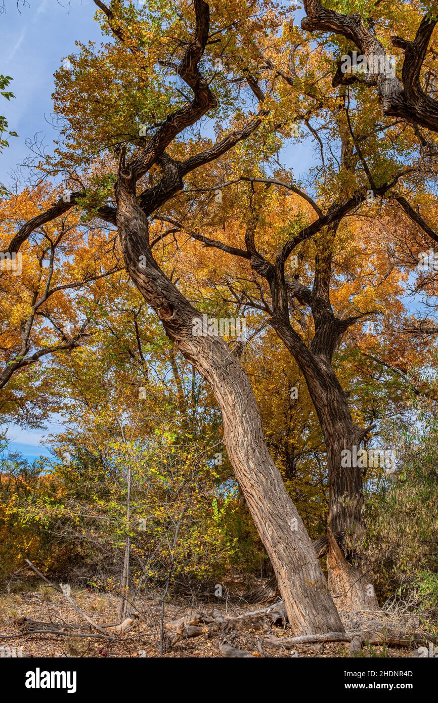 Middle Rio Grande through Albuquerque, New Mexico Stock Photo - Alamy