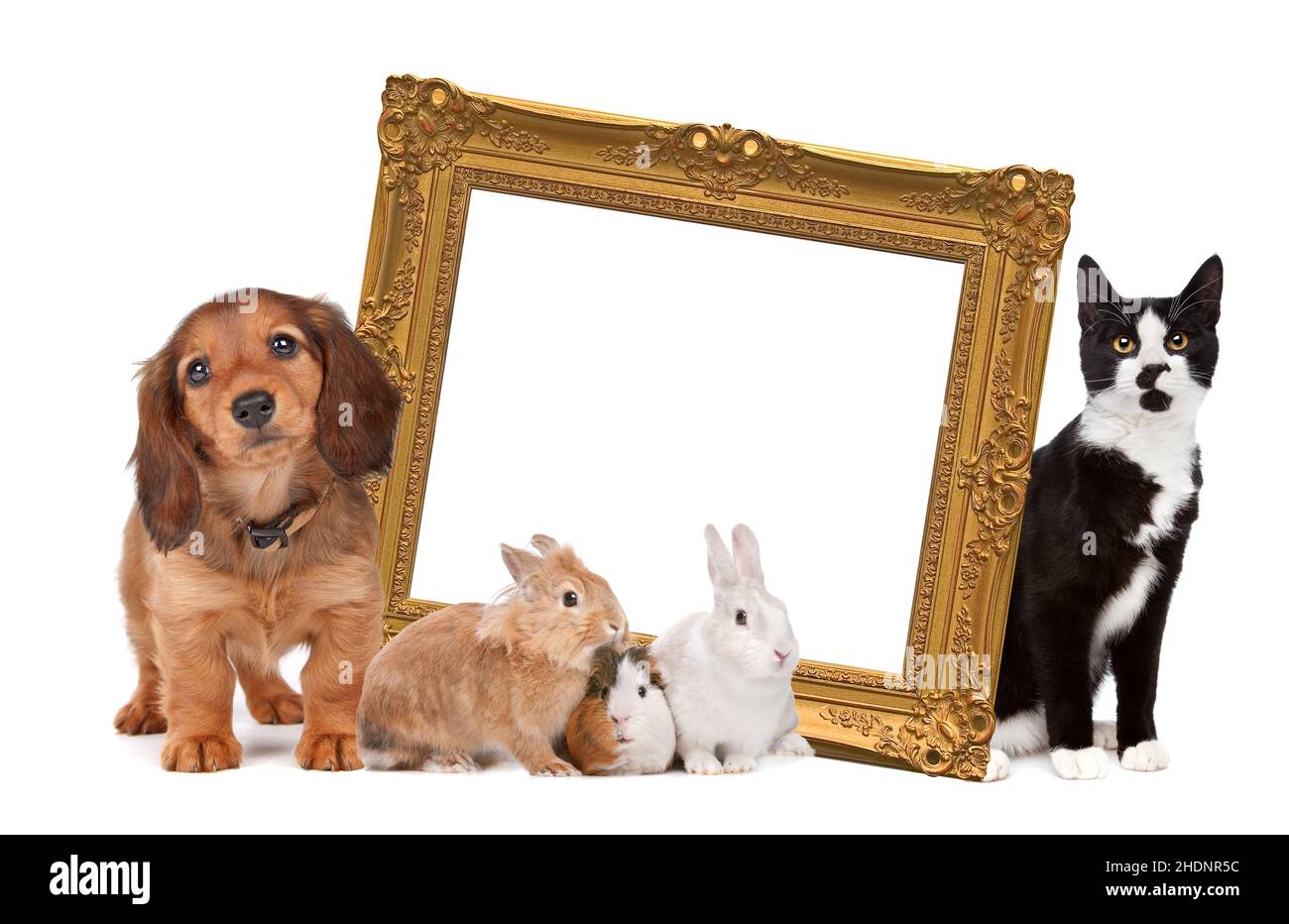 Animals for frames Cut Out Stock Images & Pictures - Alamy