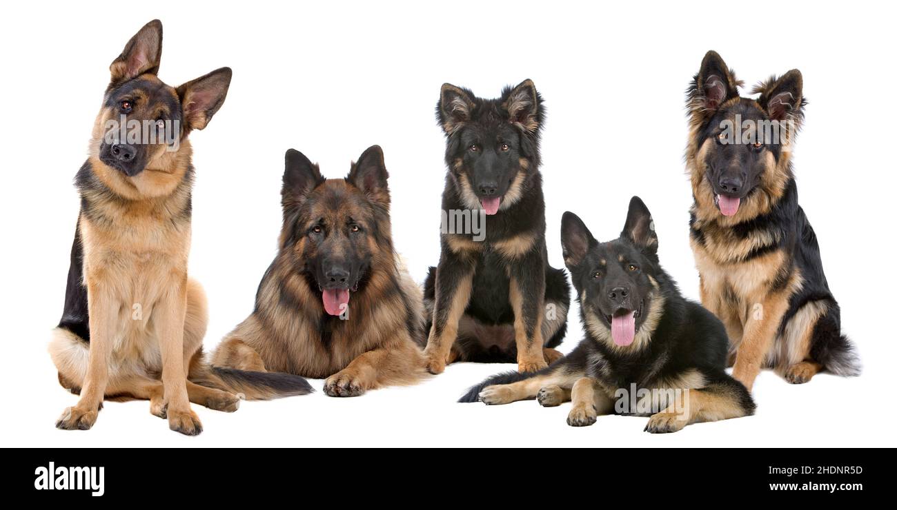 dog, german shepherd, sheepdog, dogs, german shepherds, sheepdogs Stock ...