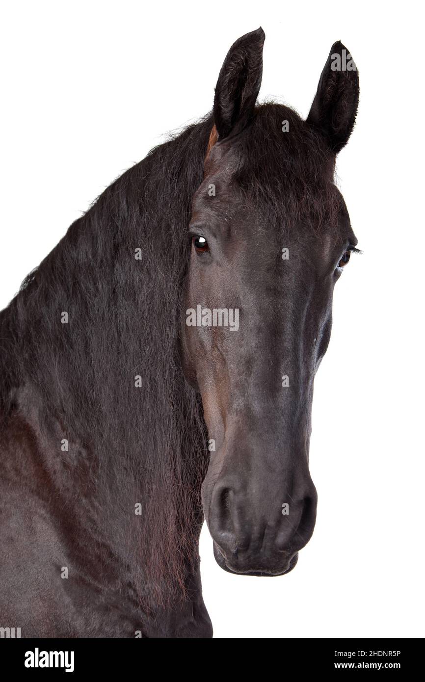 Horseheads hi-res stock photography and images - Alamy