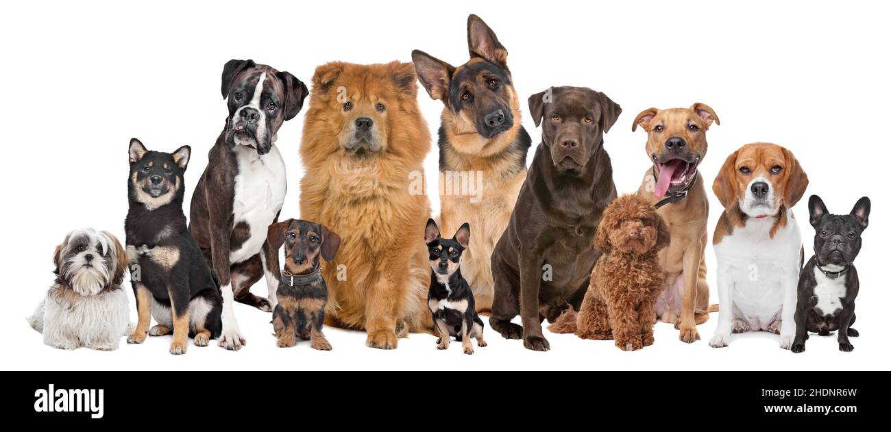 dog, purebred dog, dogs, purebred dogs Stock Photo - Alamy