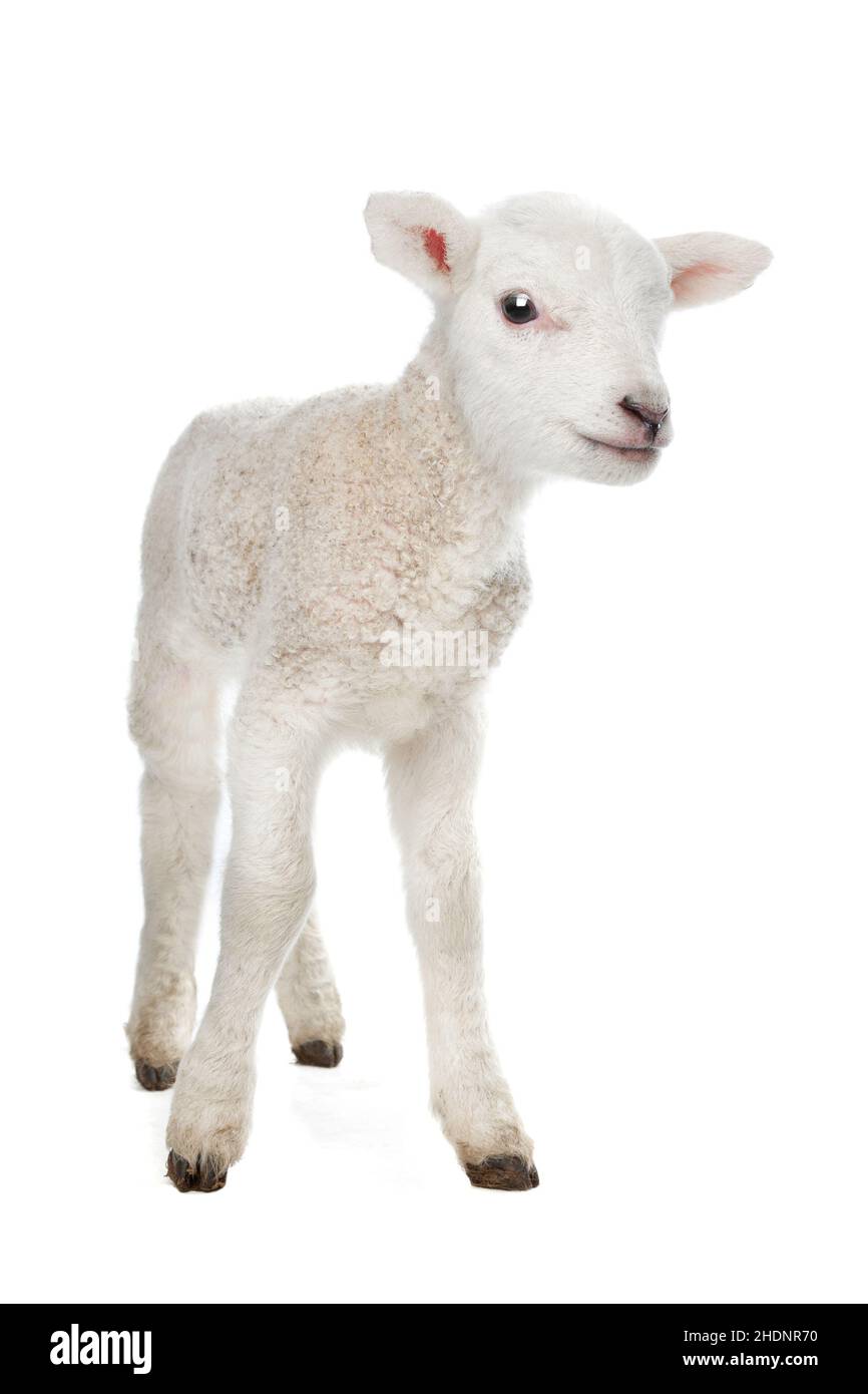 Lambs animals Cut Out Stock Images & Pictures - Alamy