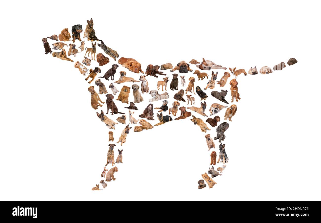 Dogs silhouette collage Cut Out Stock Images & Pictures - Alamy