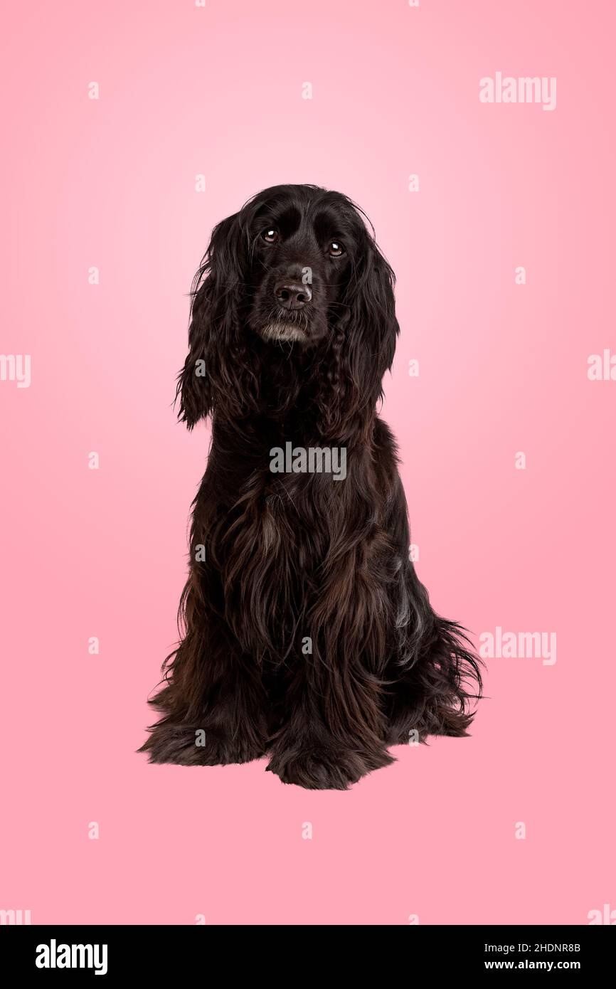 Spaniels sitting hi-res stock photography and images - Alamy