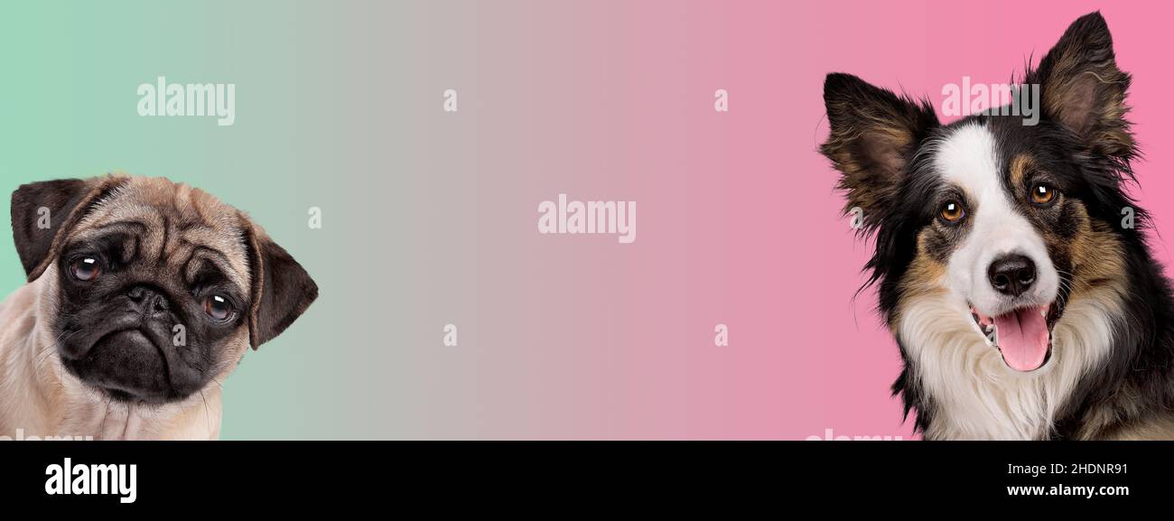 Pug border collie hi-res stock photography and images - Alamy