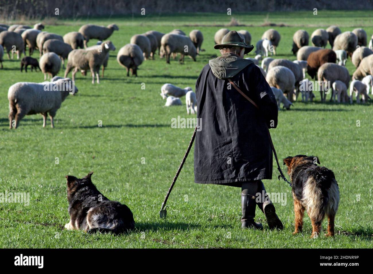 Shepherd and sheep hi-res stock photography and images - Alamy
