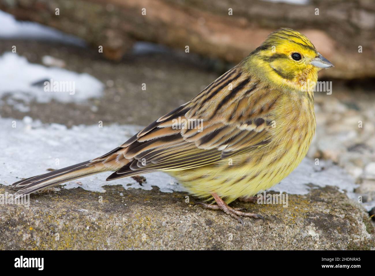 bird, goldammer, birds Stock Photo - Alamy