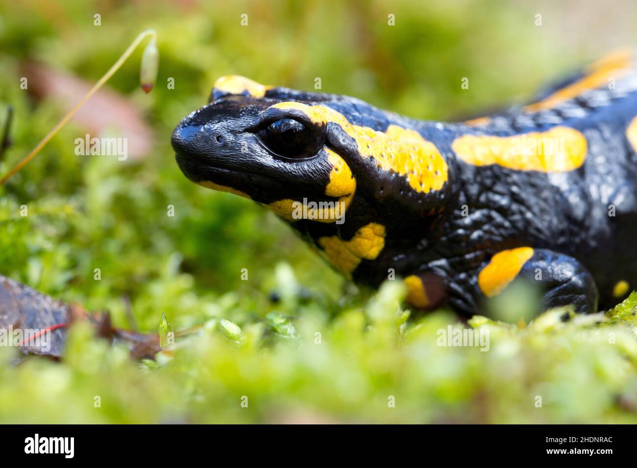 salamander, fire salamander, salamanders, fire salamanders Stock Photo ...