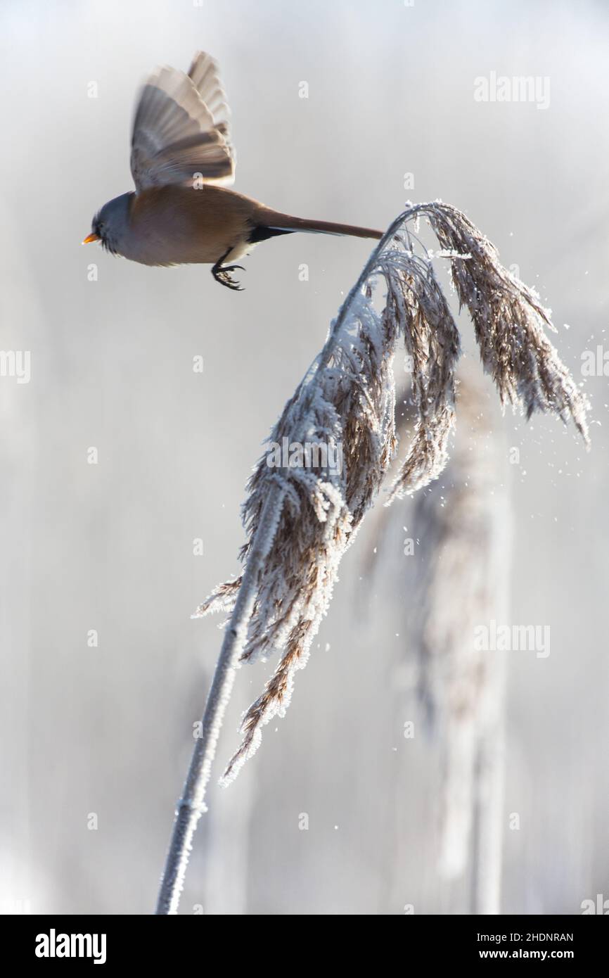 Reed dwellers hi-res stock photography and images - Alamy