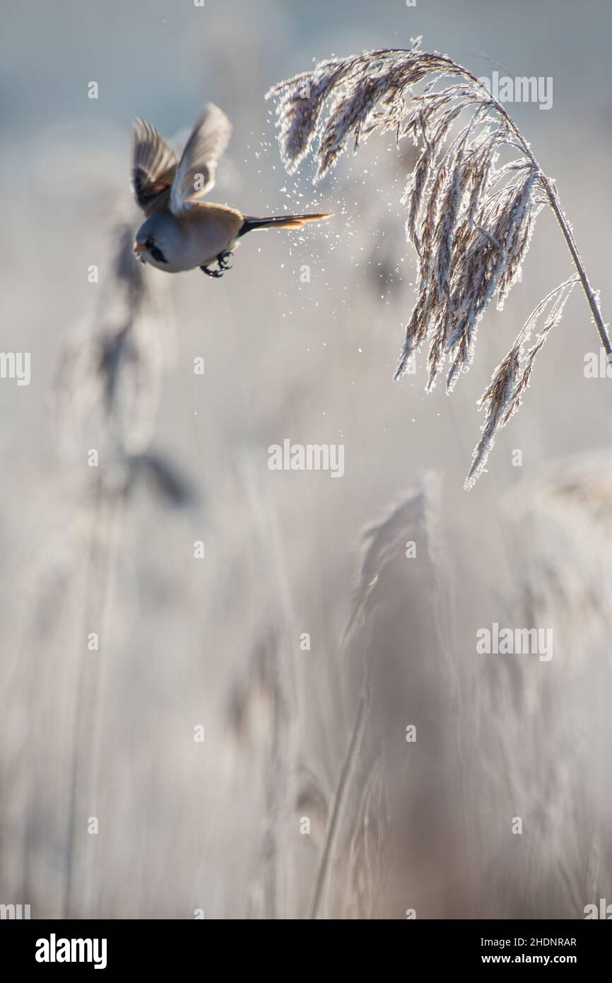 Reed dwellers hi-res stock photography and images - Alamy