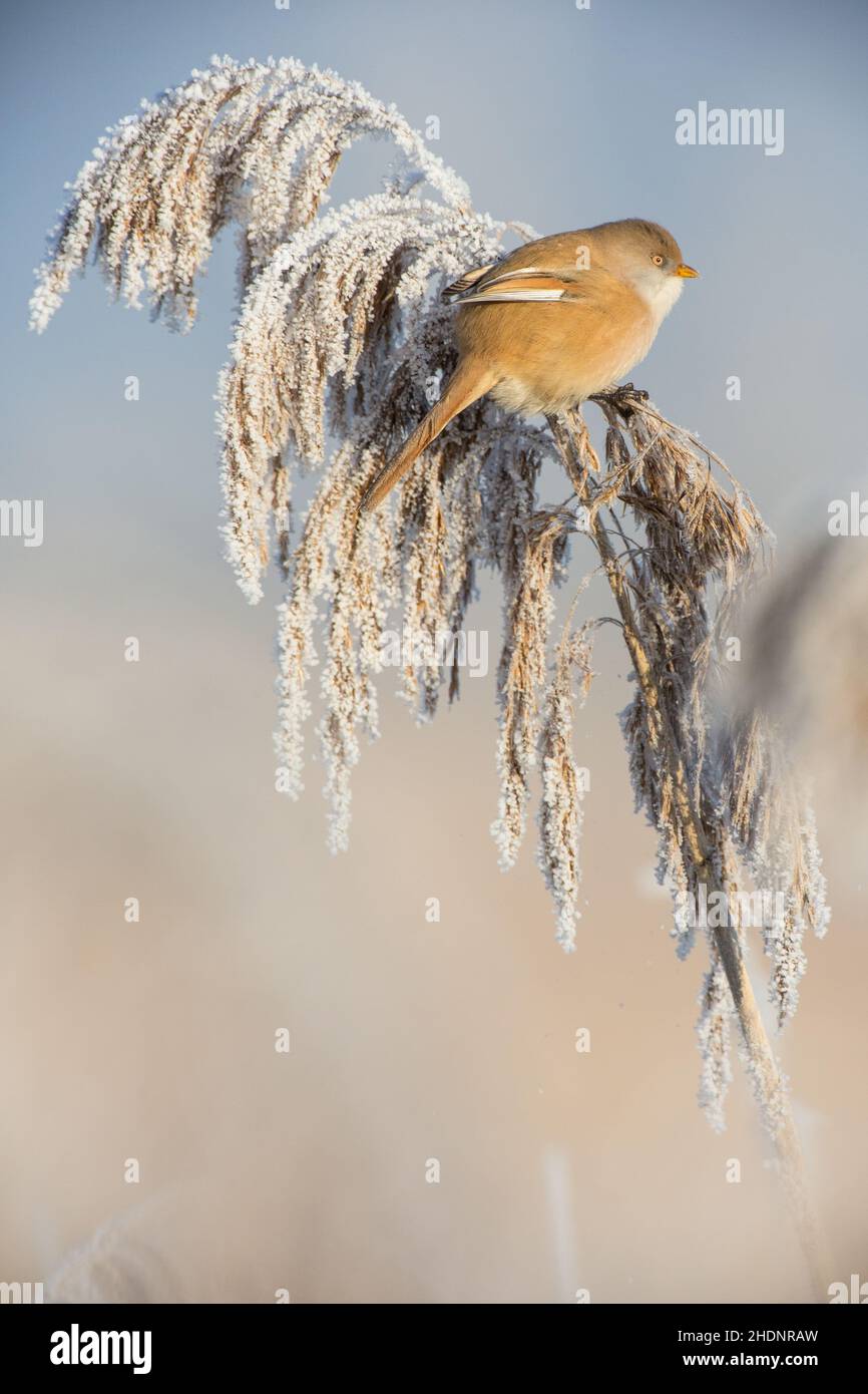Reed dwellers hi-res stock photography and images - Alamy