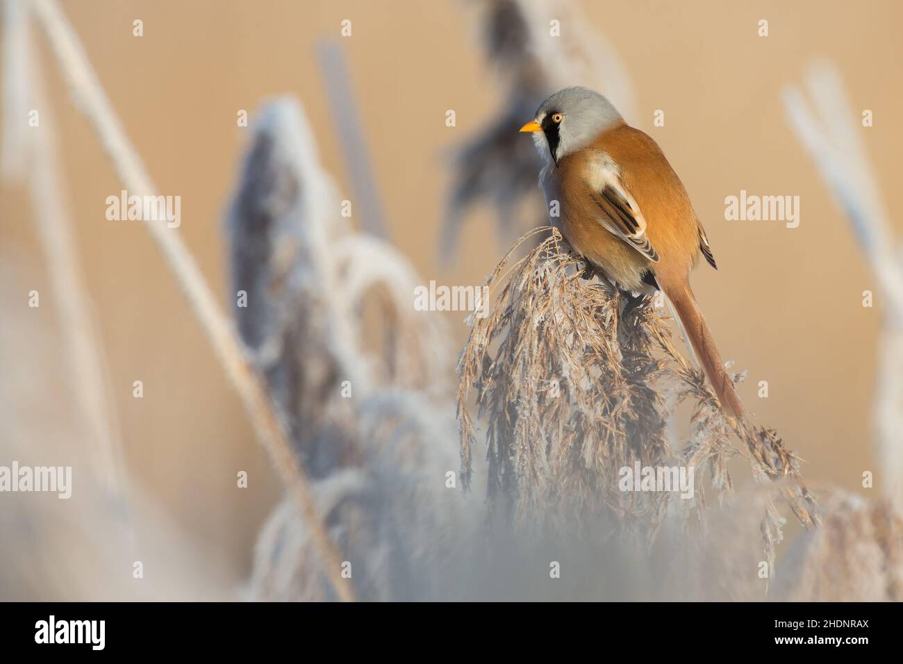 Reed dwellers hi-res stock photography and images - Alamy