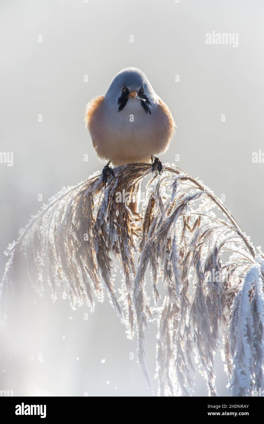 Reed dwellers hi-res stock photography and images - Alamy