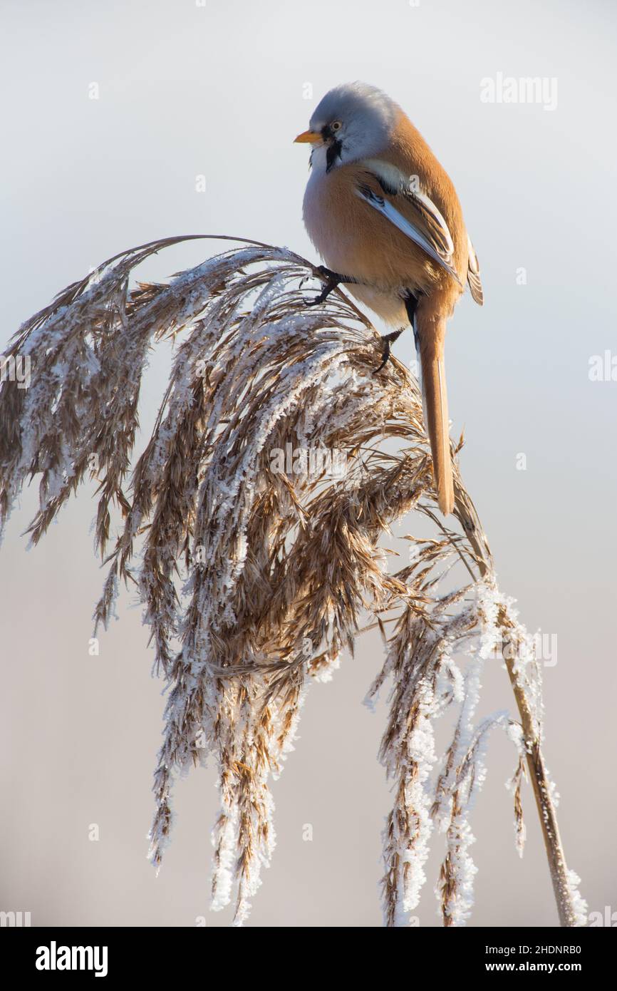Reed dwellers hi-res stock photography and images - Alamy