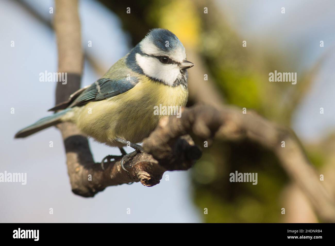 Tomtits hi-res stock photography and images - Alamy
