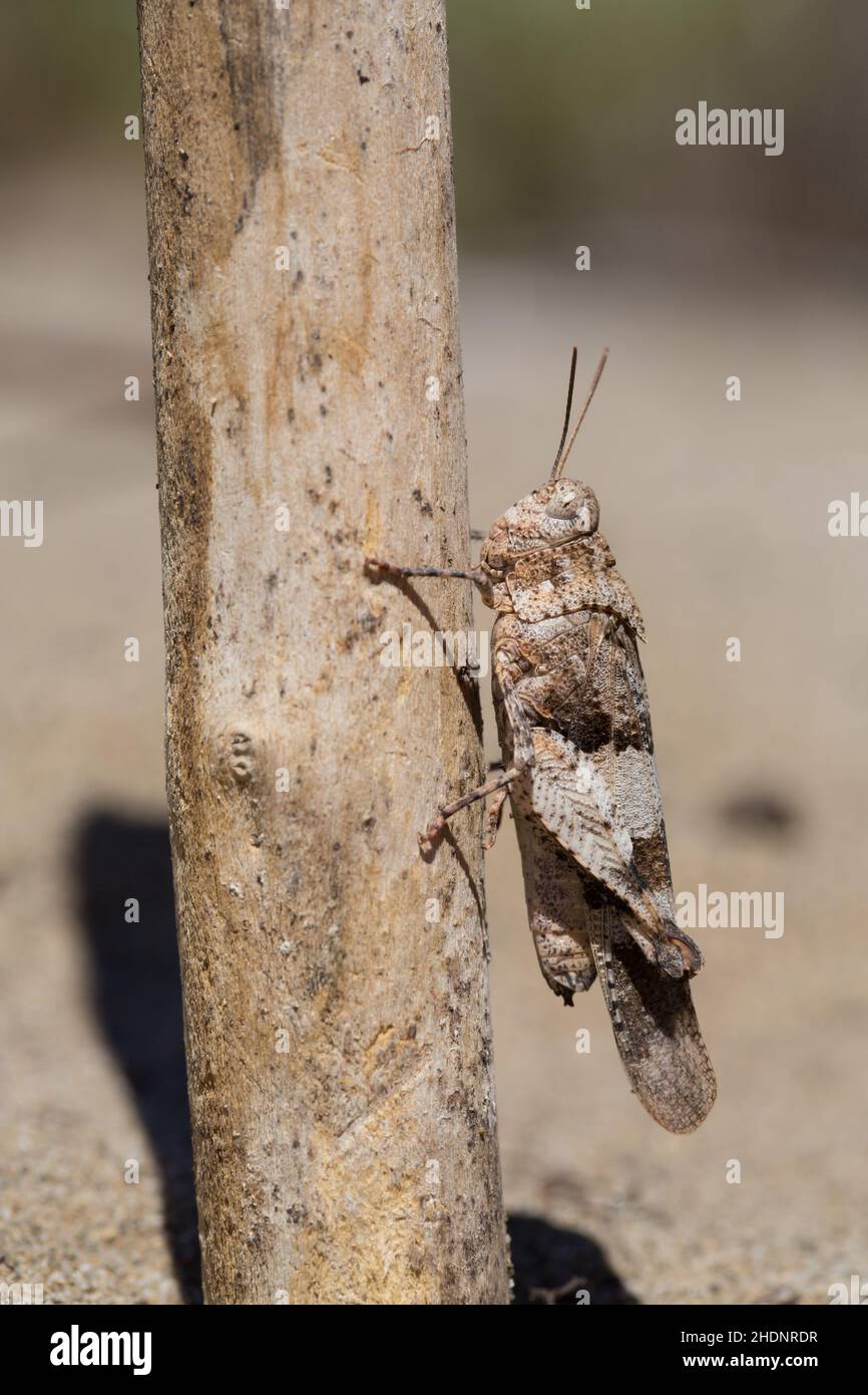 locust, blue-winged grasshopper, locusts, oedipoda caerulescens Stock ...