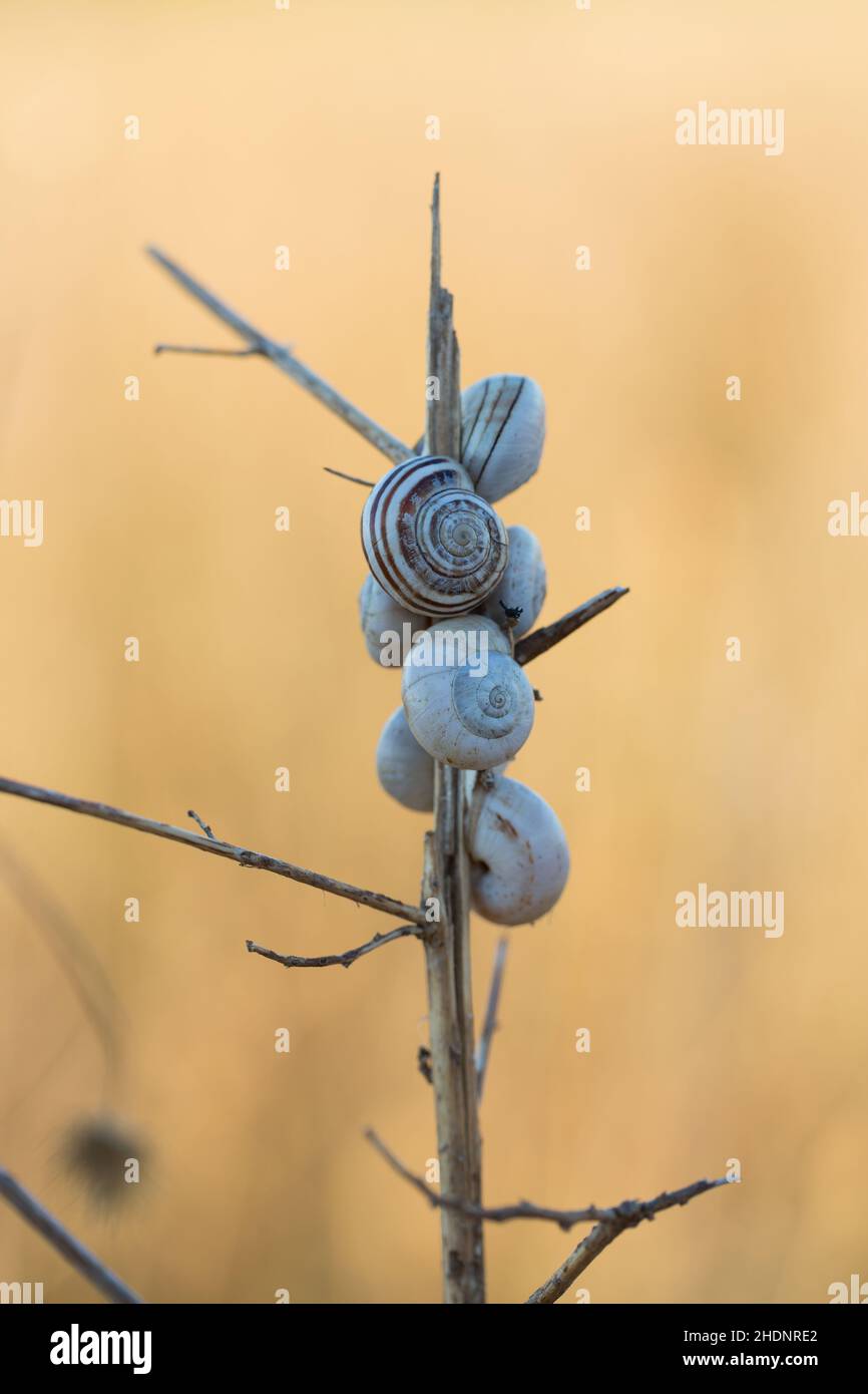 snail-shell, snail, snail-shells, snails Stock Photo - Alamy