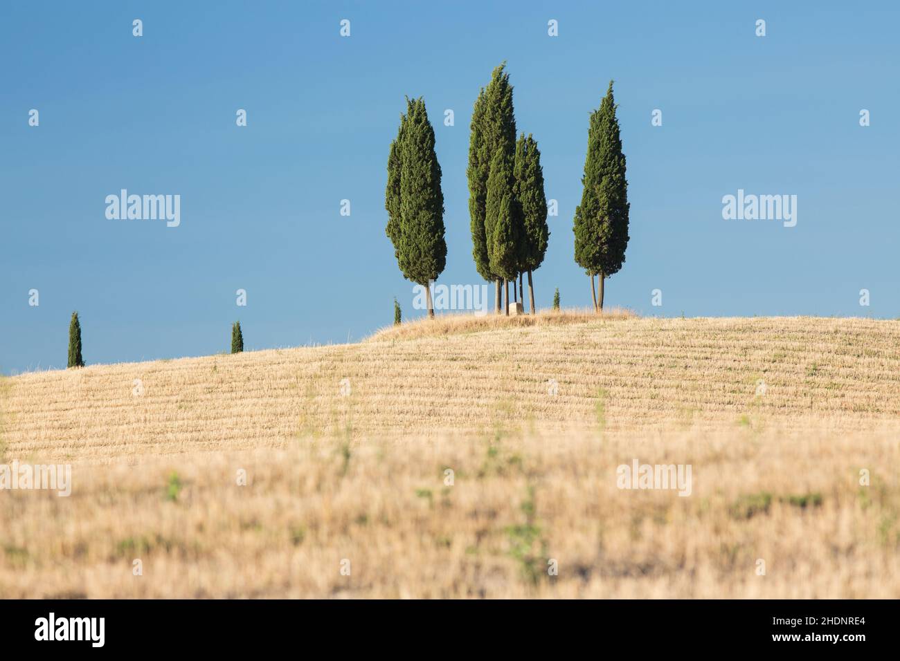 field, tuscany, cypress tree, fields, tuscanies, cypress trees Stock ...