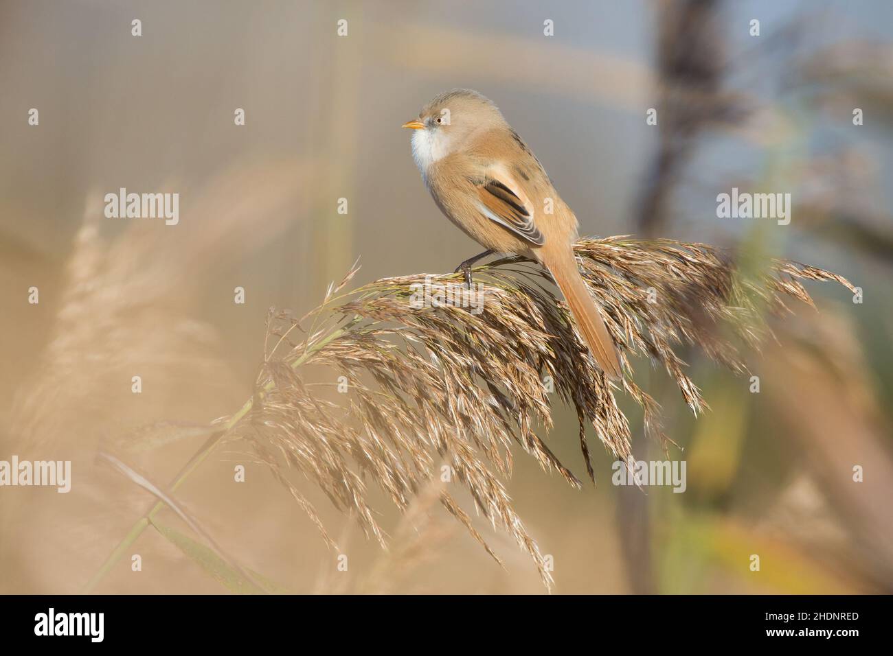 Reed dwellers hi-res stock photography and images - Alamy