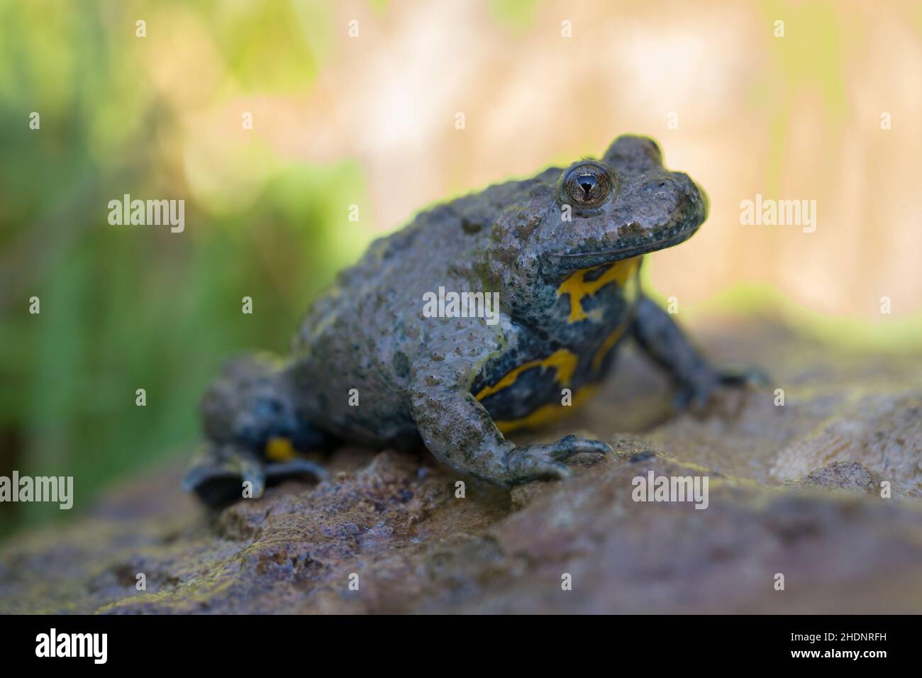 toad, yellow bellied toad, toads Stock Photo - Alamy