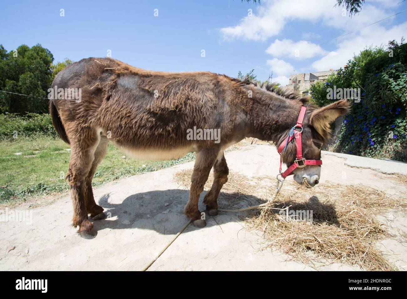 Donkey eating hay hi-res stock photography and images - Alamy