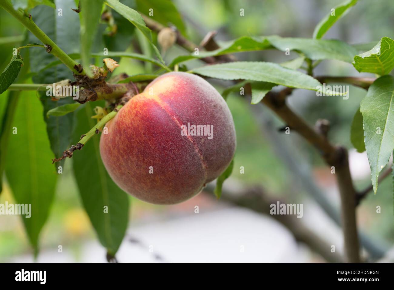 peach, fruit tree, peachs, fruit trees Stock Photo - Alamy