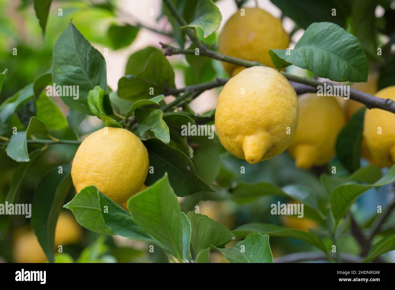 lemon tree, lemon trees Stock Photo - Alamy
