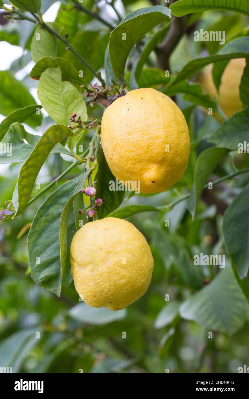 lemon tree, lemon, lemon trees, lemons Stock Photo - Alamy