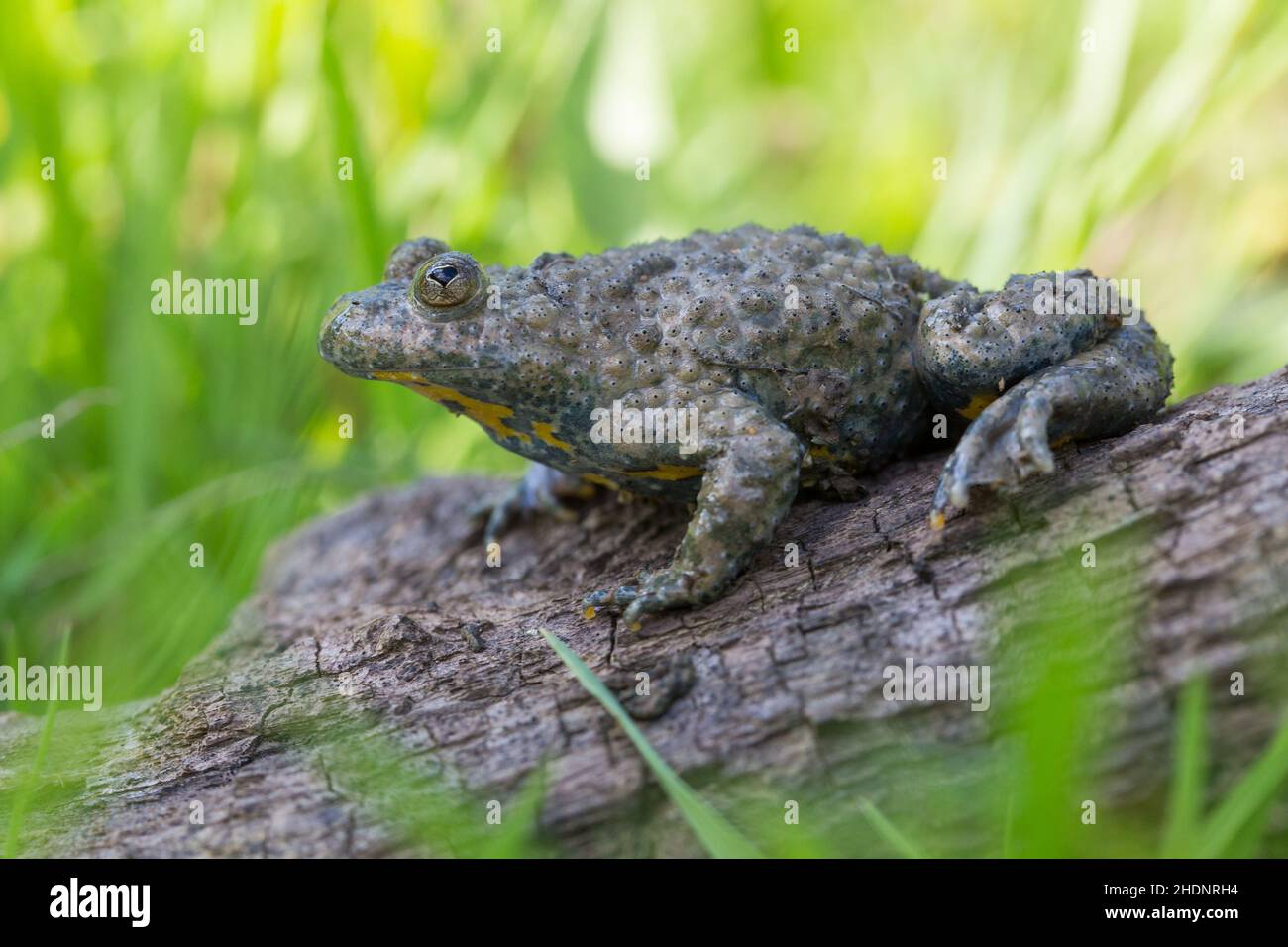 yellow bellied toad Stock Photo - Alamy